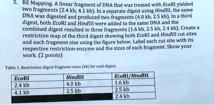 SOLVED: RE Mapping: A linear fragment of DNA that was treated with ...