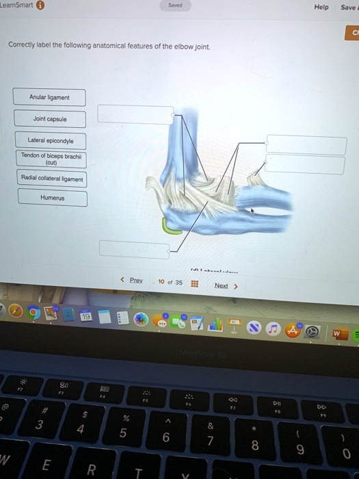 Correctly label the following anatomical features of the elbow joint ...