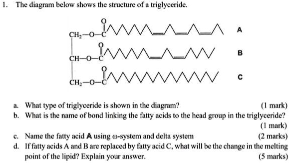 The diagram below shows the structure of a triglyceride. CH3 CH2 CH3 ...