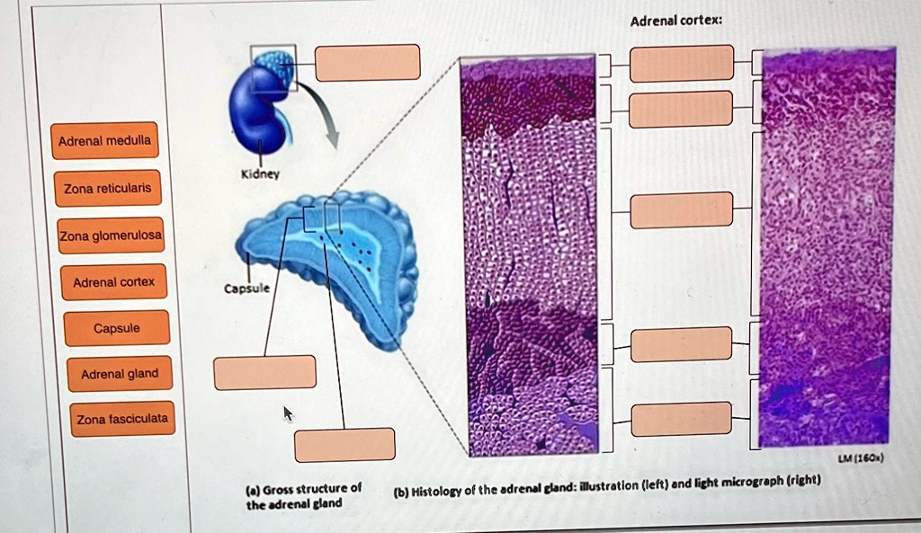 SOLVED: (a) Gross structure of the adrenal gland (b) Histology of the ...