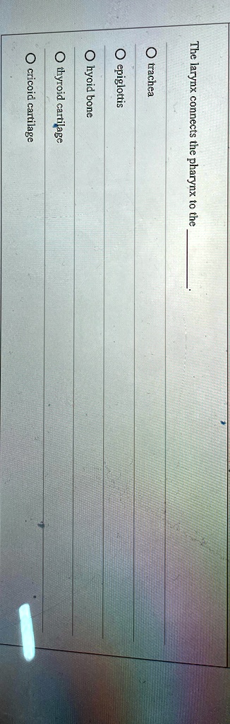 The larynx connects the pharynx to the O trachea O epiglottis O hyoid ...