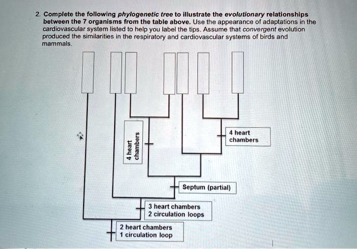SOLVED: Complete the following phylogenetic tree to illustrate the ...