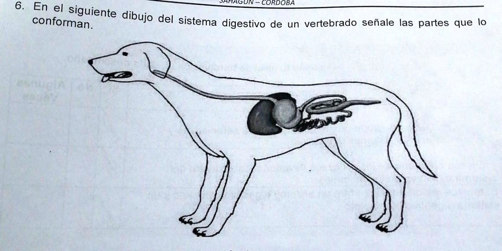 SOLVED: Me ayudan por favor ANAGUN CORDOBA En el siguiente conforman ... SOLVED: Me ayudan por favor ANAGUN CORDOBA En el siguiente conforman ...