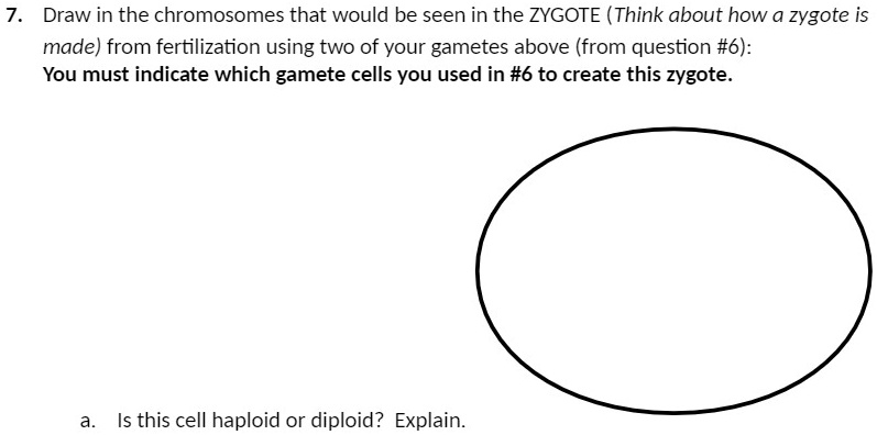 draw in the chromosomes that would be seen in the zygote think about ...