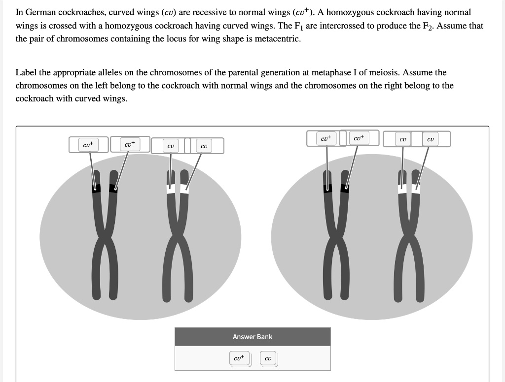 in german cockroaches curved wings cv are recessive to normal wings cvt ...