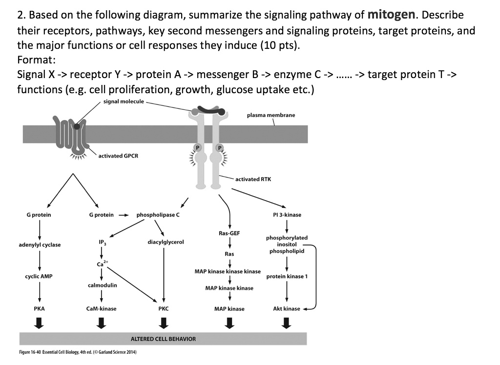 SOLVED: Based on the following diagram, summarize the signaling pathway ...