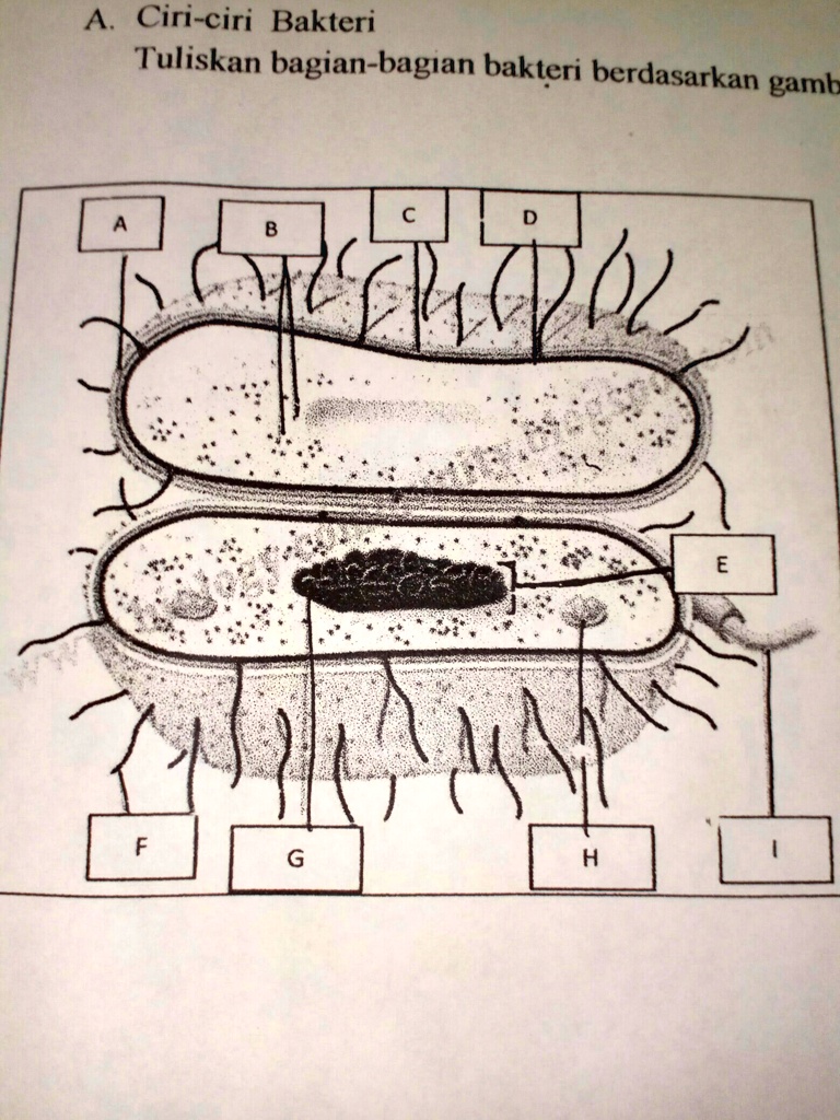 SOLVED: tuliskan bagian bagian bakteri berdasarkan gambar berikut A ...