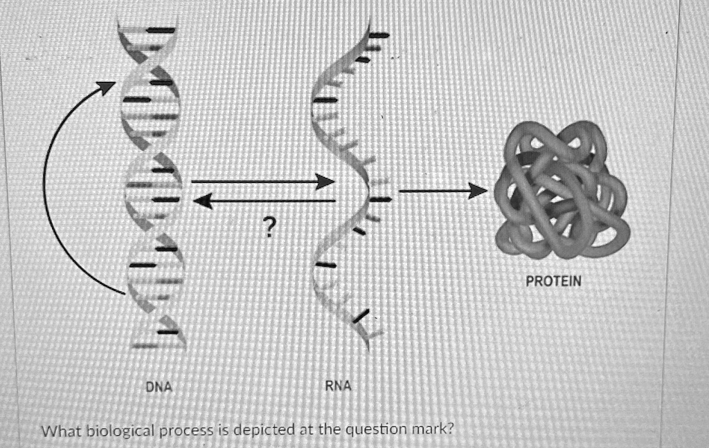 What biological process is depicted at the question mark? PROTEIN DNA ...