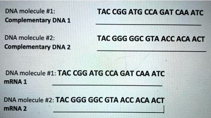 SOLVED: DNA molecule #1: Complementary DNA 1 TAC CGG ATG CCA GAT CAA ... SOLVED: DNA molecule #1: Complementary DNA 1 TAC CGG ATG CCA GAT CAA ...