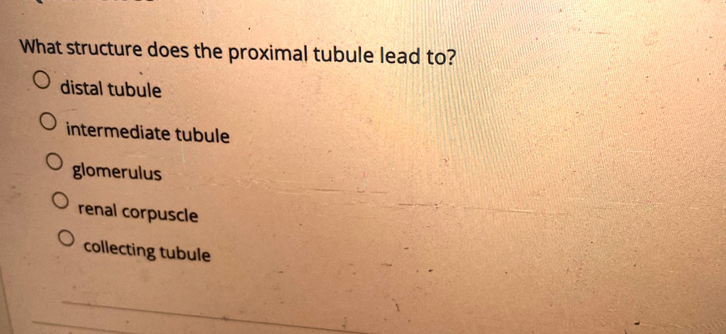What structure does the proximal tubule lead to? distal tubule ...