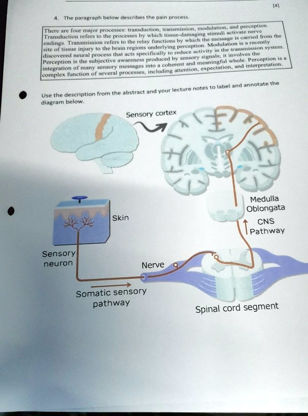 SOLVED: [4] 4. The paragraph below describes the pain process diagram ...