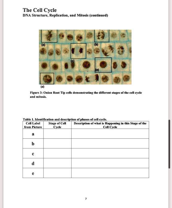 [GET ANSWER] The Cell Cycle DNA Structure, Replication, and Mitosis ...