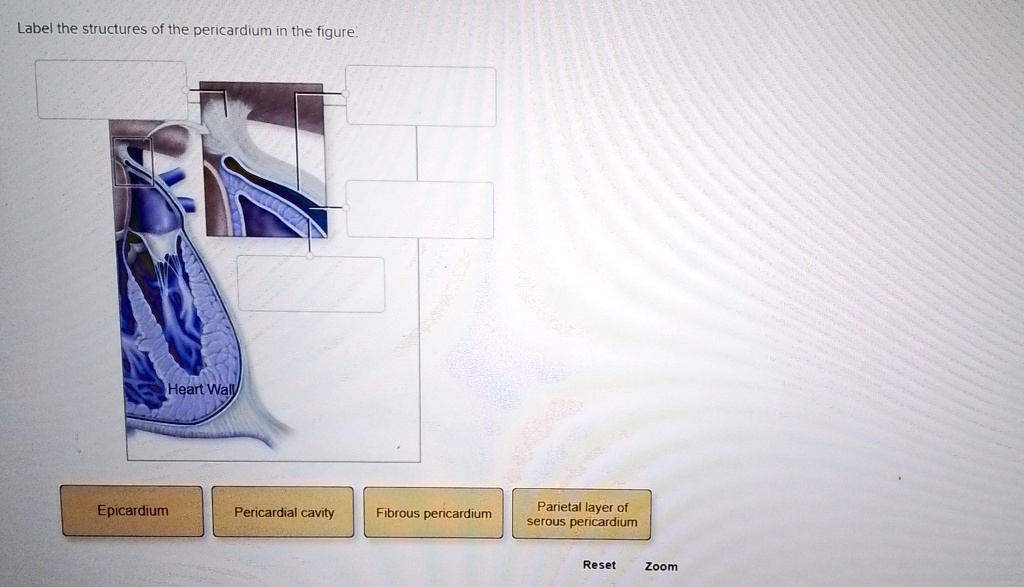 Label the structures of the pericardium in the figure: Heart Epicardium ...