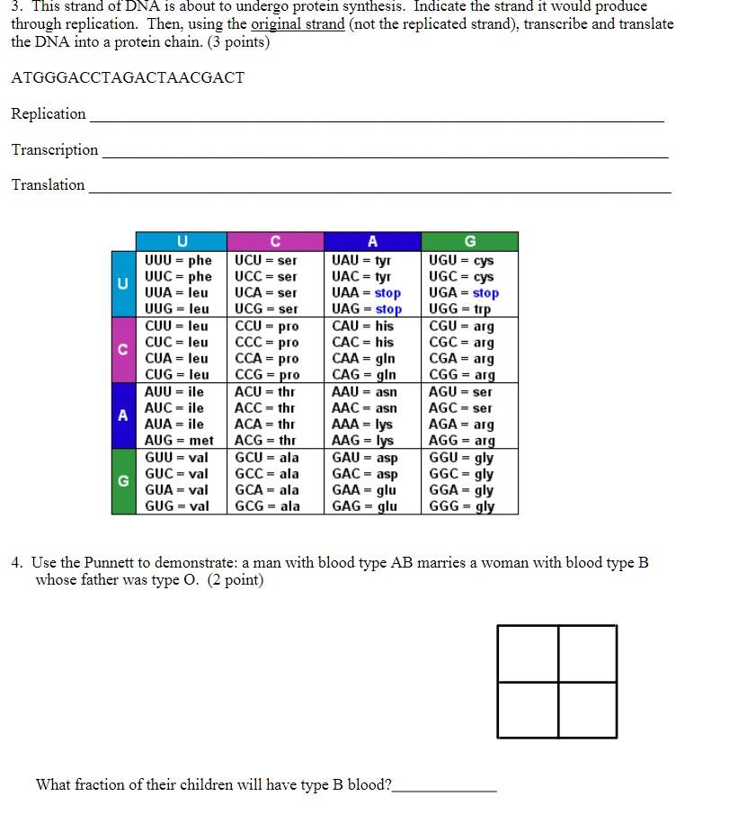 SOLVED: This strand Of DNA is about to undergo protein synthesis ...