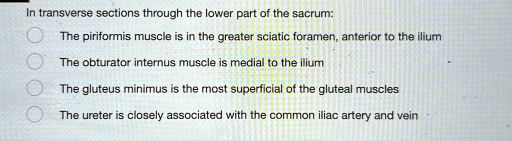 in transverse sections through the lower part of the sacrum the ...