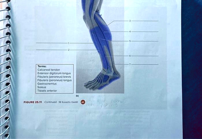 SOLVED: Texts: Terms: Calcaneal tendon, Extensor digitorum longus ...