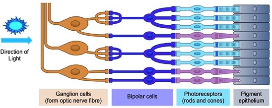 SOLVED: The human retina has several layers of cells. What is the order ...