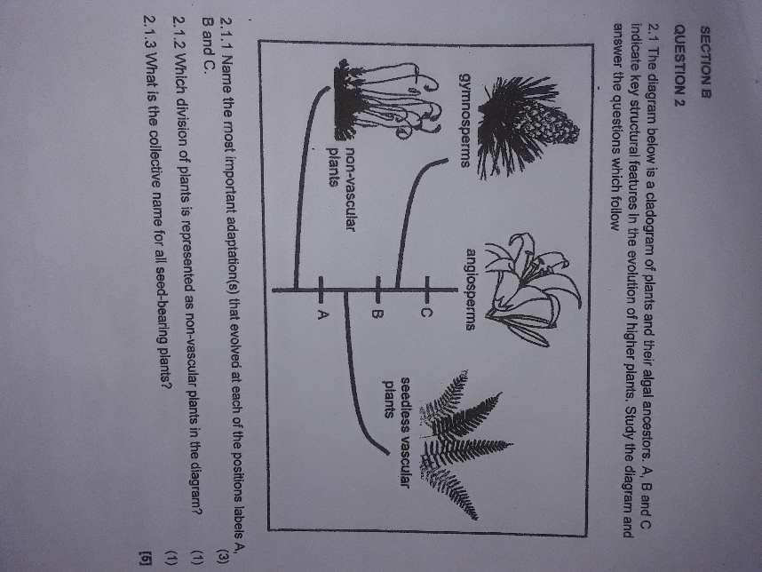 SECTION B QUESTION 2 2.1 The diagram below is a cladogram of plants and ...