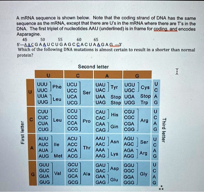 a mrna sequence is shown below note that the coding strand of dna has ...