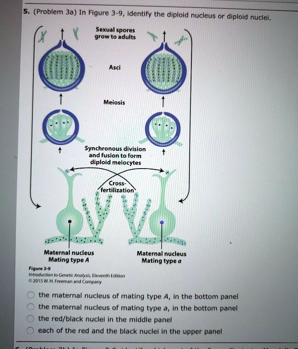 SOLVED:(Problem 3a) In Figure 3-9, identlfy the diploid nucleus or ...