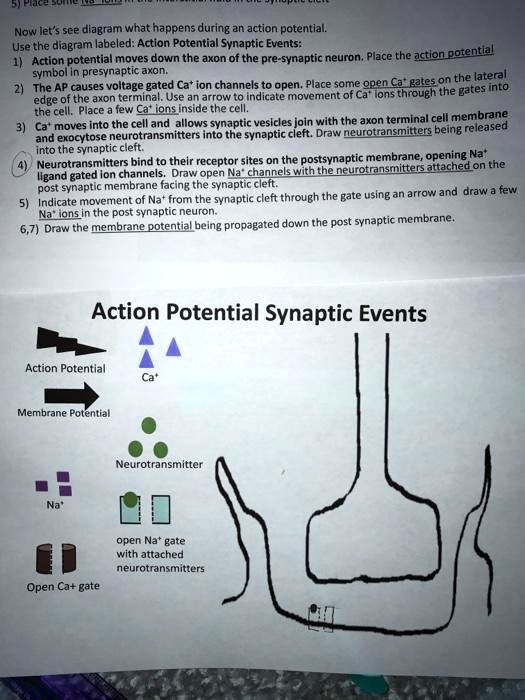 SOLVED: Now let's see diagram what happens during an action potential ...