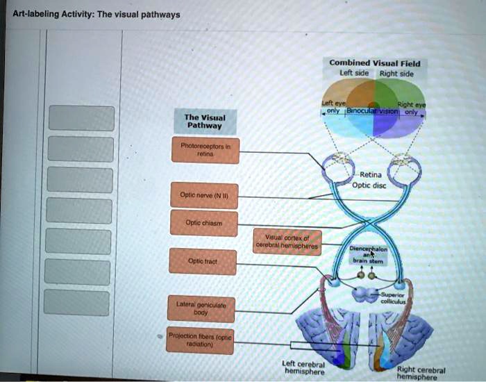 art labeling aclivity the visual pathways combined visual field left ...