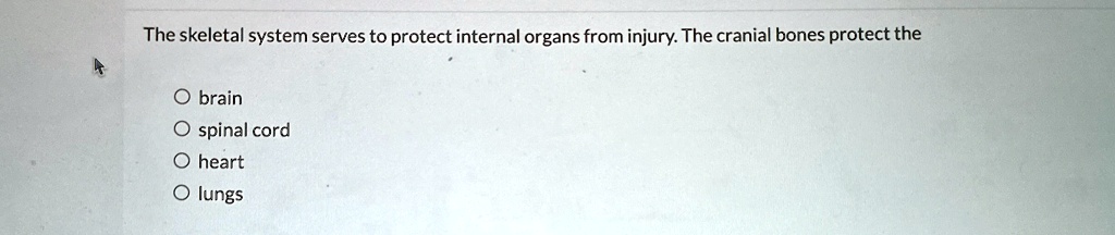 The skeletal system serves to protect internal organs from injury. The ...