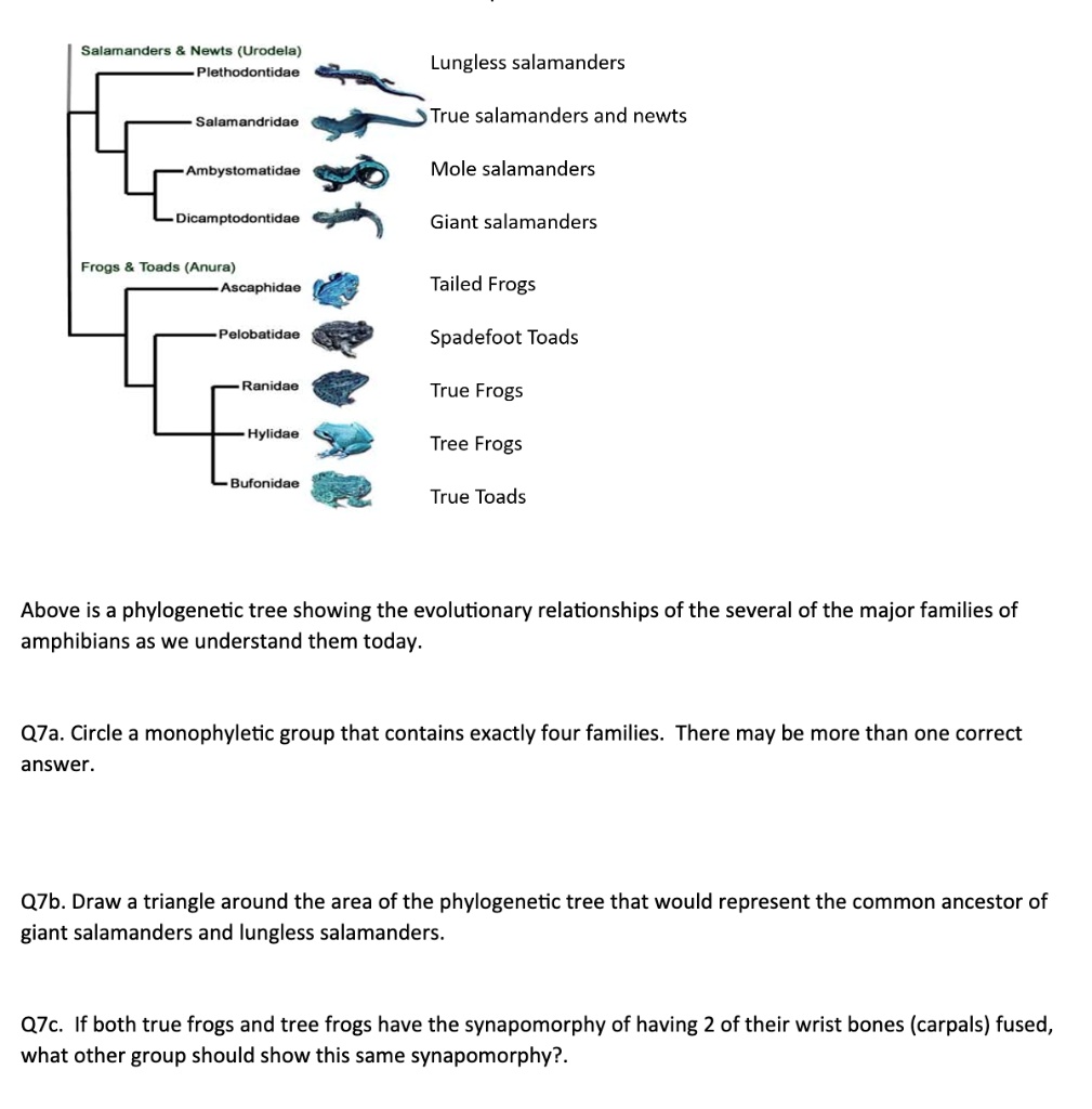 SOLVED: Salamanders Newts (Urodela) Plethodontidae Lungless salamanders ...