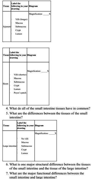 Label the Tissue following in your Diagram drawing Magnification:X ...