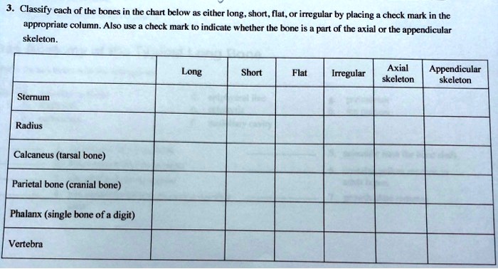 3. Classify each of the bones in the chart below as either long, short ...