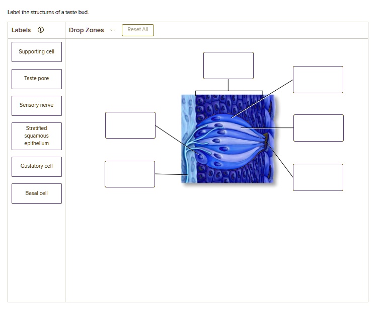 Label the structures of a taste bud. Labels Drop Zones Reset All ...