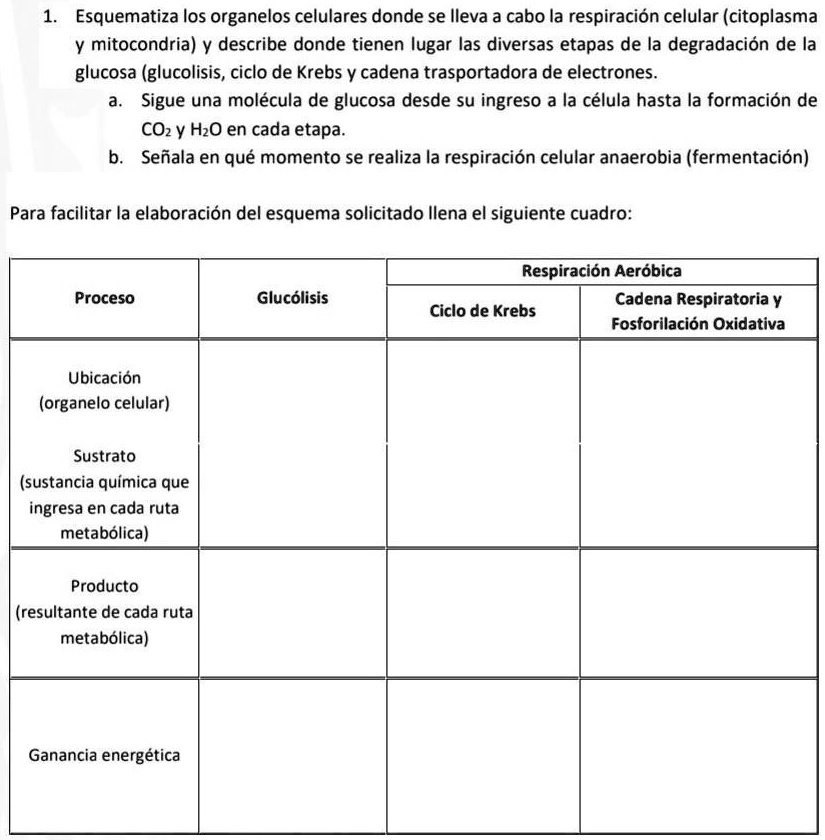 SOLVED: Esquematiza los organelos celulares donde se lleva a cabo la respiración celular ...