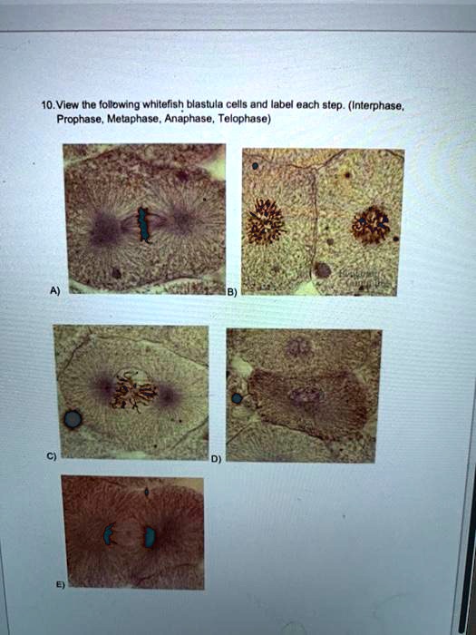 SOLVED: 10. View the following whitefish blastula cells and label each ...