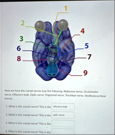 1 2 3 4 5 6 7 8 9 now we have the cranial nerves use the...