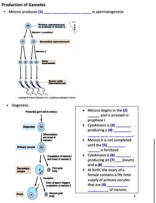 SOLVED: Production of Gametes: Meiosis produces spermatogenesis and ...