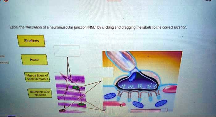 Label the illustration of a neuromuscular junction (NMJ) by clicking ...