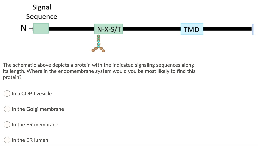 Signal Sequence N-X-S/T TMD The schematic above depicts a...