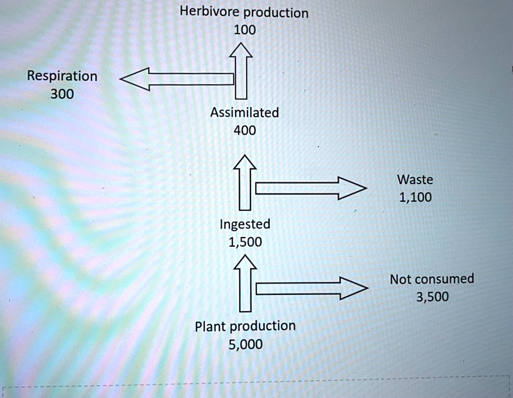 SOLVED: 'The following diagram shows the path of energy flow through ...