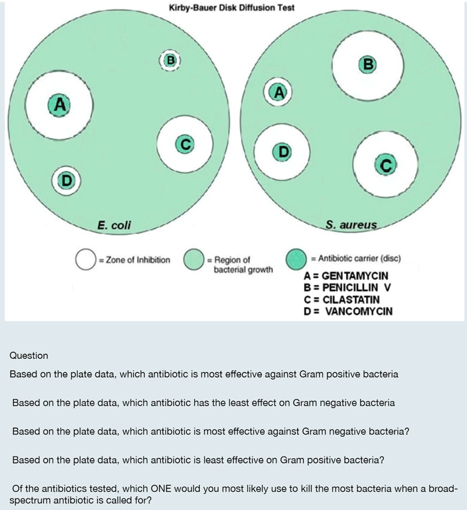 SOLVED: Kirby-Bauer Disk Diffusion Test A E. coli S. aureus Zone of ...