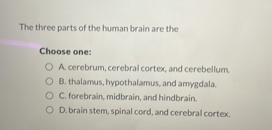 The three parts of the human brain are the Choose one: A. cerebrum ...