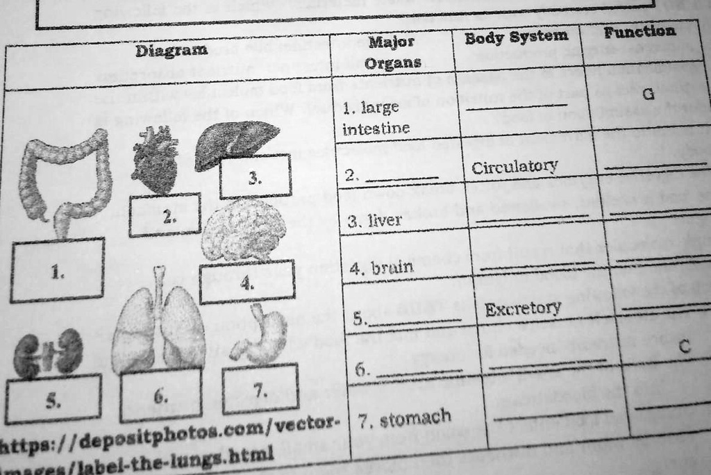 SOLVED: Major Organs Body System Function Diagram 1. large intestine ...