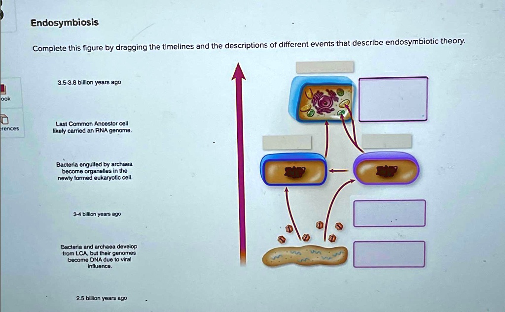 endosymbiosis complete this figure by dragging the timelines and the ...