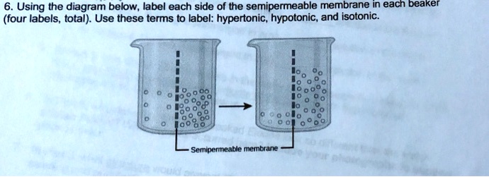 SOLVED: Using the diagram below, label each side of the semipermeable membrane in each beaker ...