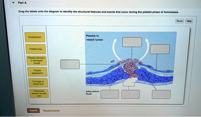 Part A Drag the labels onto the diagram to identify the structural ...