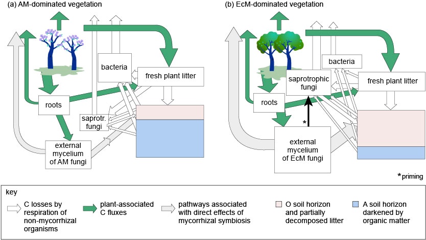 SOLVED: Looking at the diagram, explain what are the main differences ...