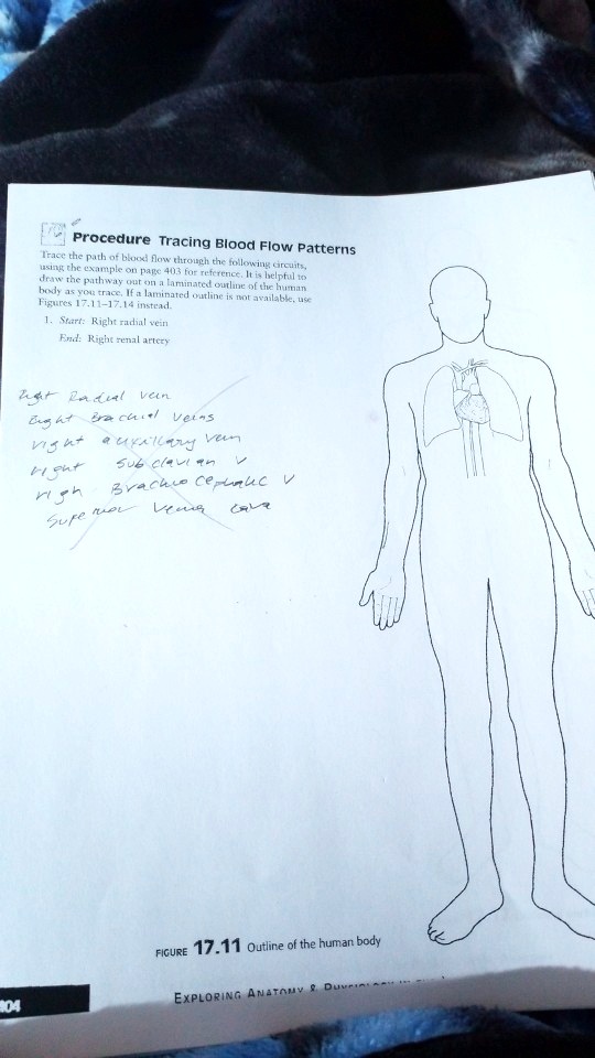 SOLVED: Procedure: Tracing Blood Flow Patterns Trace the path of blood ...