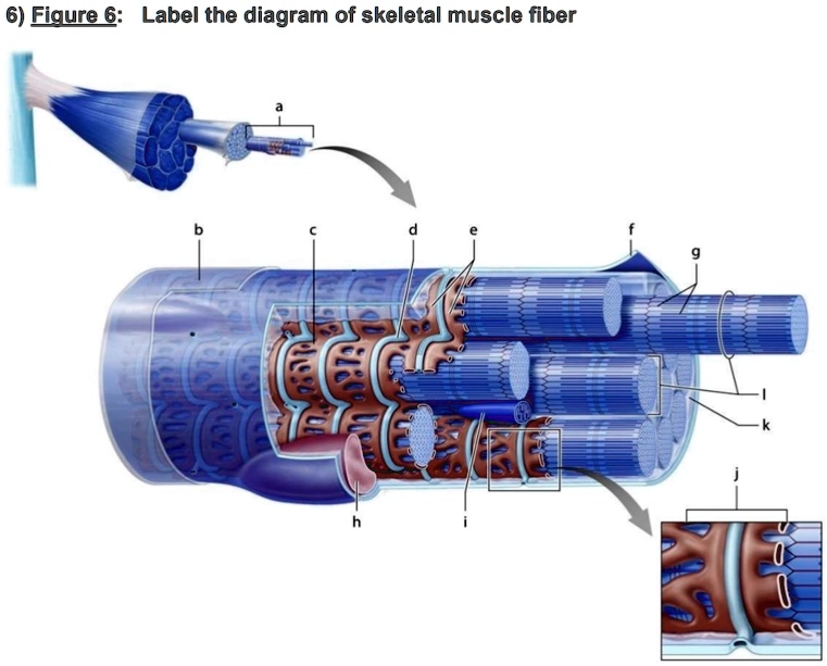 figure 6 label the diagram of skeletal muscle fiber 6 figure 6 label ...
