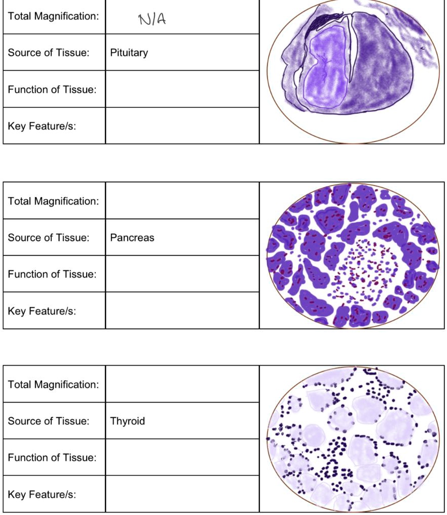 Total Magnification: Source of Tissue: Function of Tissue: Key Feature ...