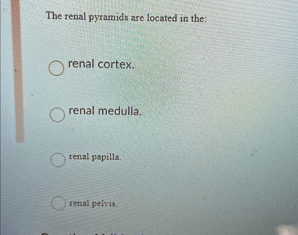 The renal pyramids are located in the: renal cortex. renal medulla ...