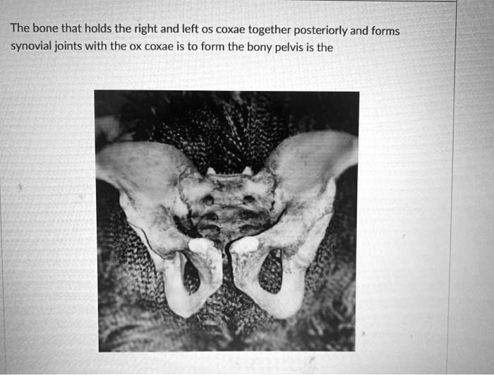 The bone that holds the right and left os coxae together posteriorly ...
